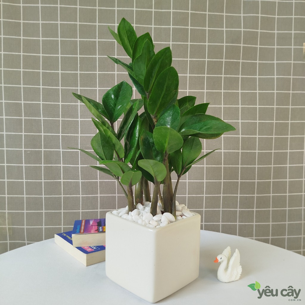 Cây Kim Tiền Để Bàn【cây Đẹp Giá Tốt 062024】