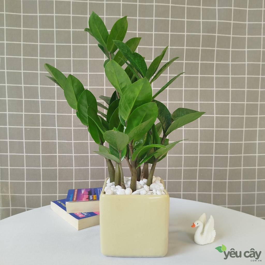 Cây Kim Tiền Để Bàn【cây Đẹp Giá Tốt 062024】